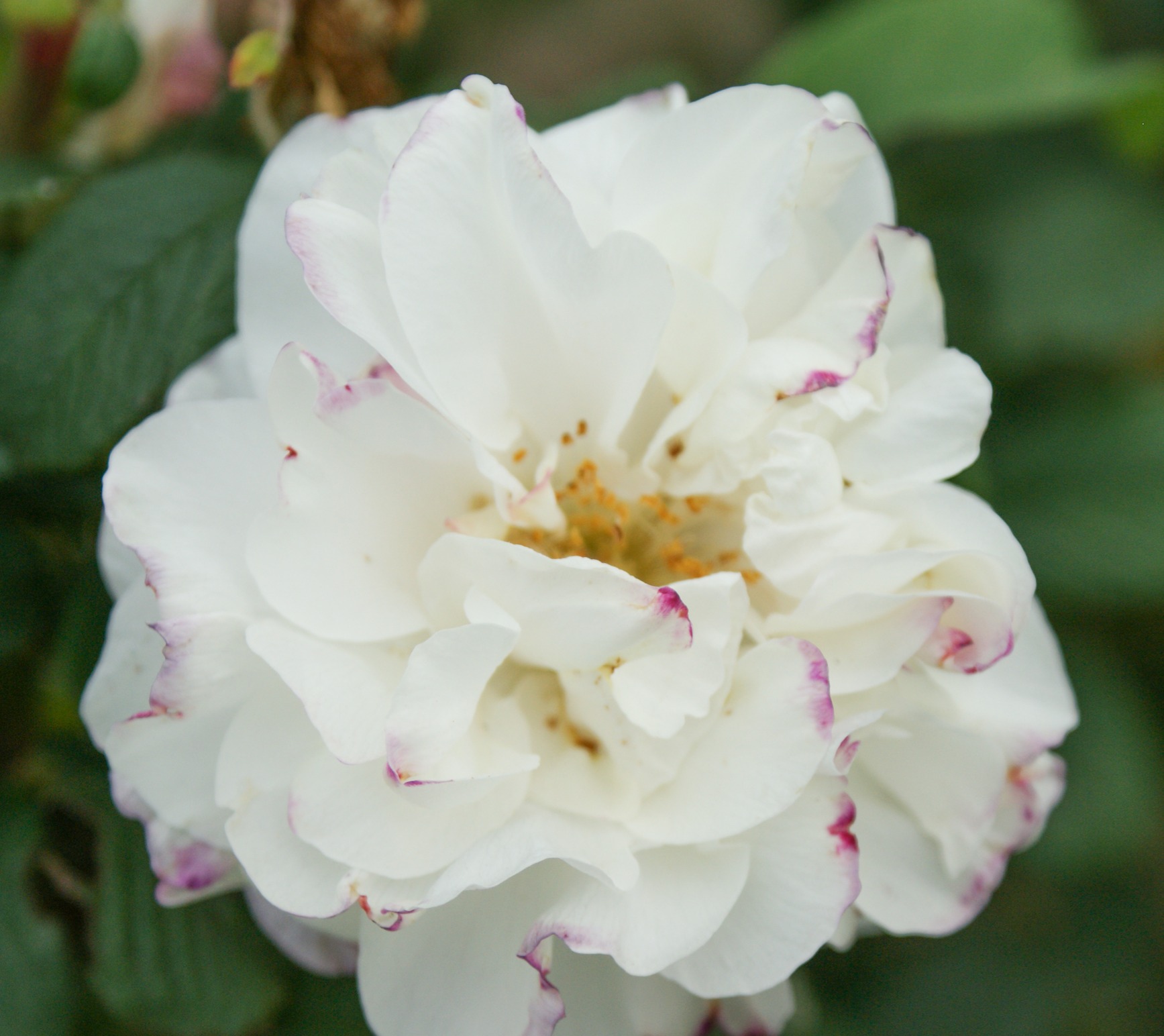 Rosa Louise Bugnet