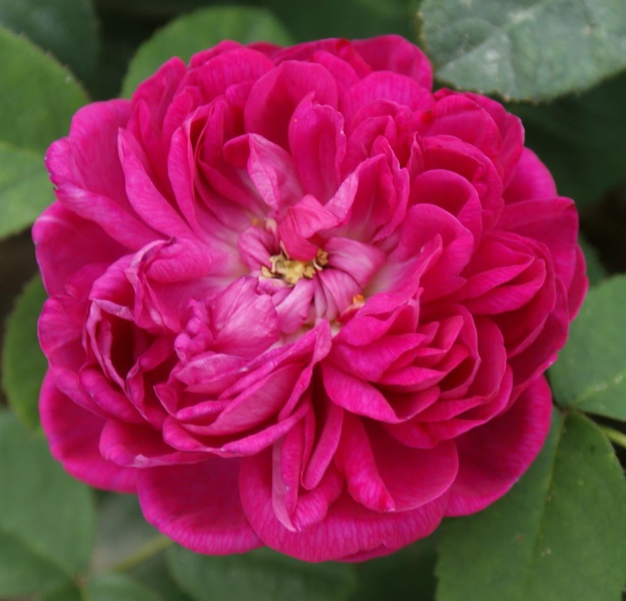 Rosa Rose de Resht