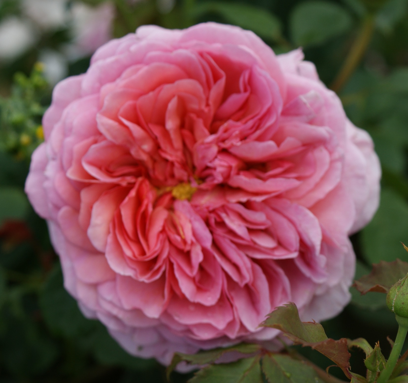 Rosa Princess Alexandra of Kent ® AUSmerchant
